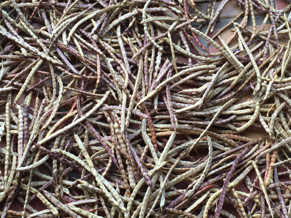 Spreading the Love—How to Plant Your Very Own Mesquite Tree - Cappadona ...