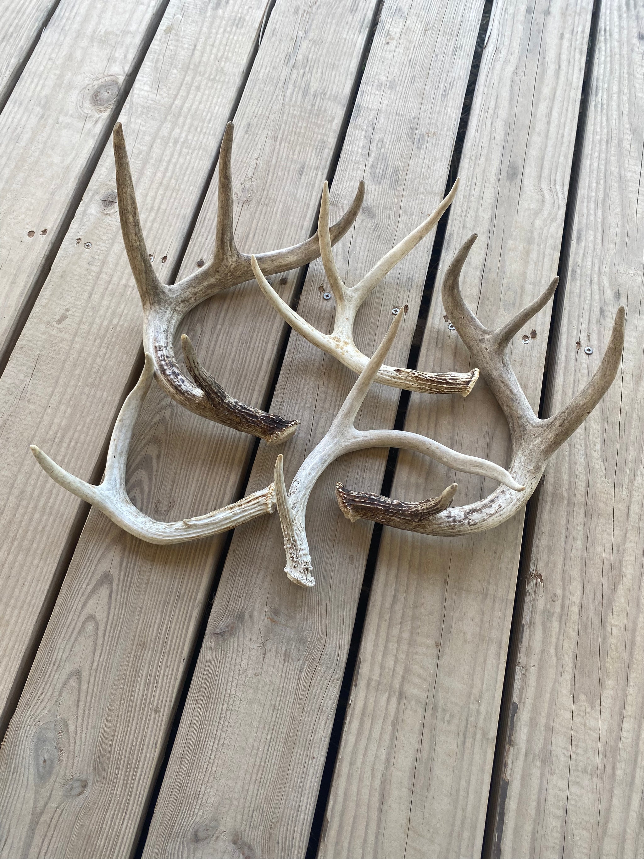 White-tailed Deer Antlers: Small/Medium 2 to 4 points