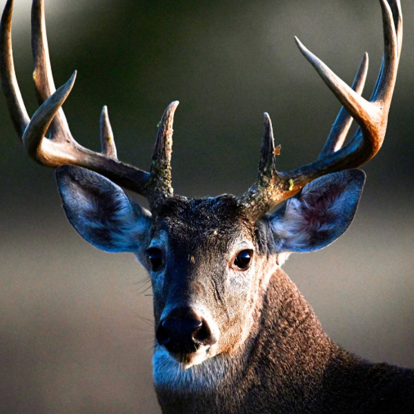 White-tailed Deer Antlers: Medium/Large 5 to 7points